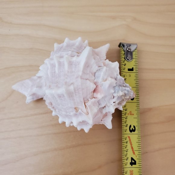 Accents | Large White Sea Shell And Pink Mouthed Spikey Conch | Poshmark